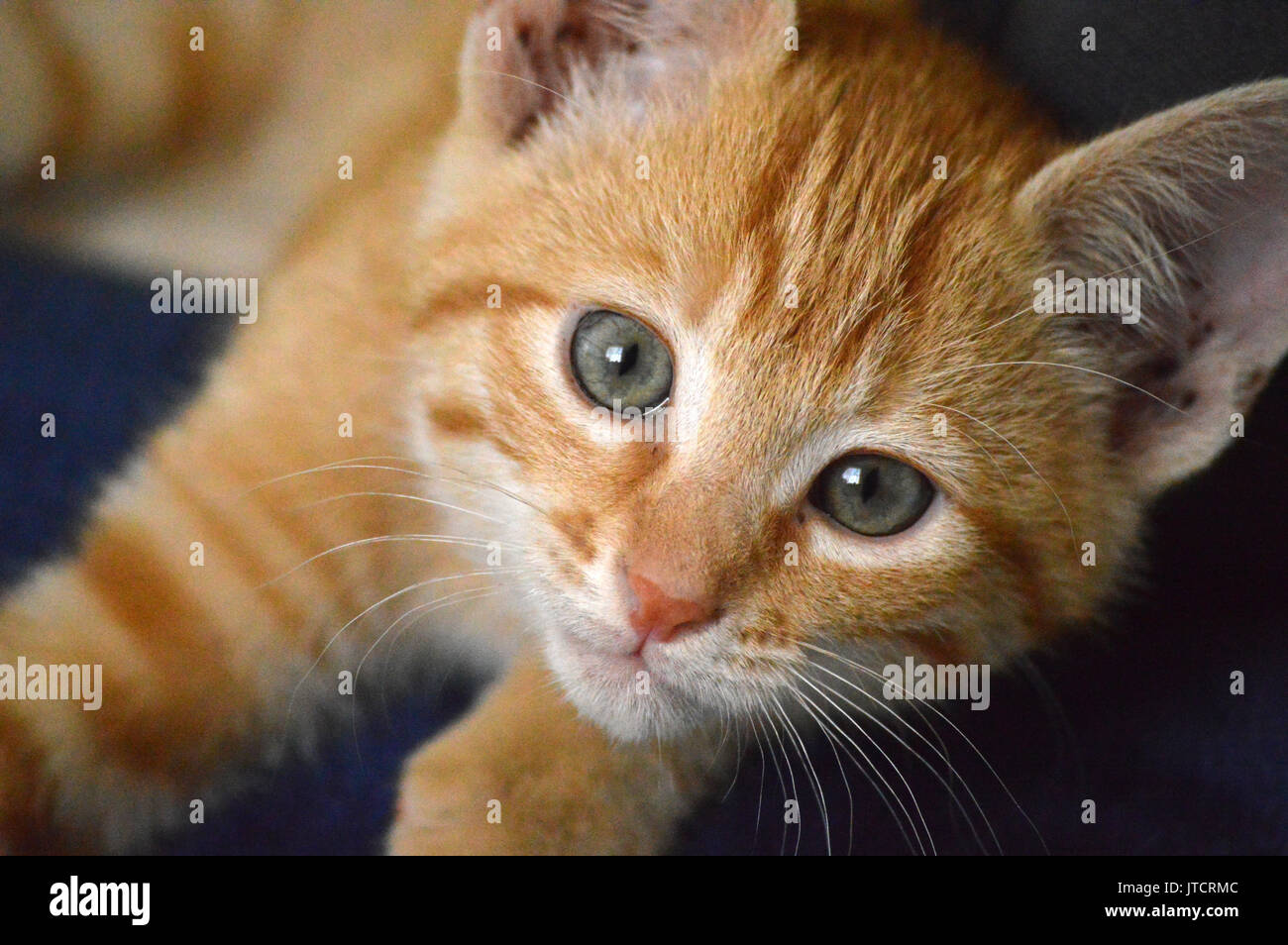 Suspicious animal hi-res stock photography and images - Alamy