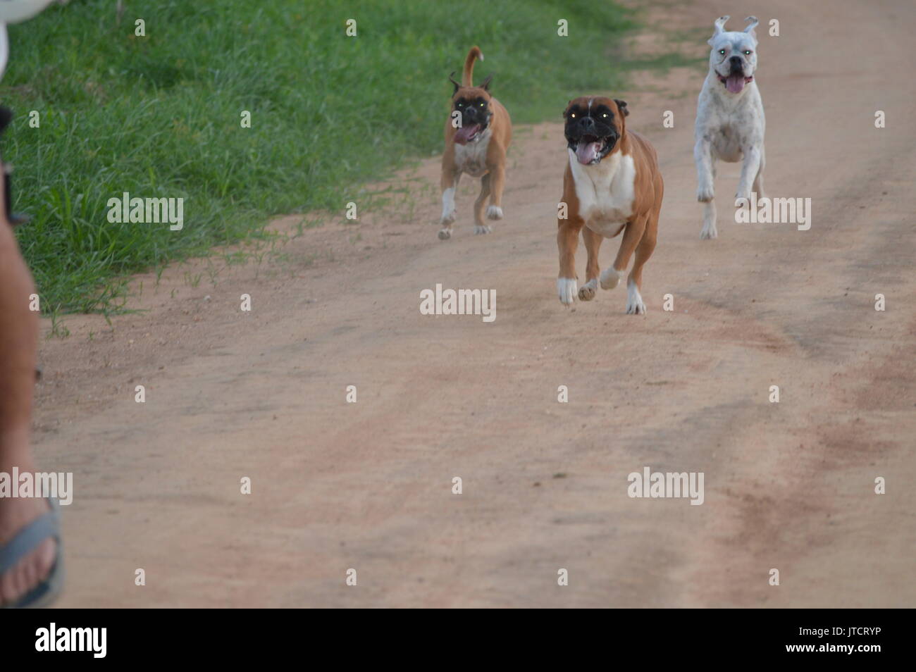 Chase farm hi-res stock photography and images - Alamy