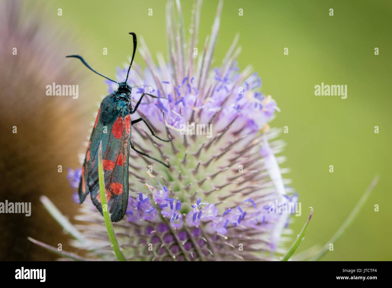 Purple bar moths hi-res stock photography and images - Alamy