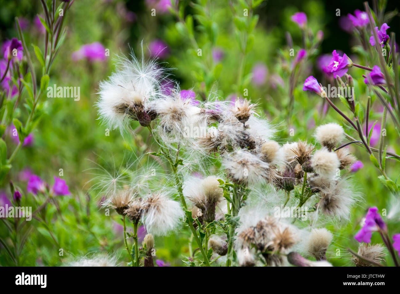 Blooming creeping thistle flower with delicate seed heads Stock Photo ...