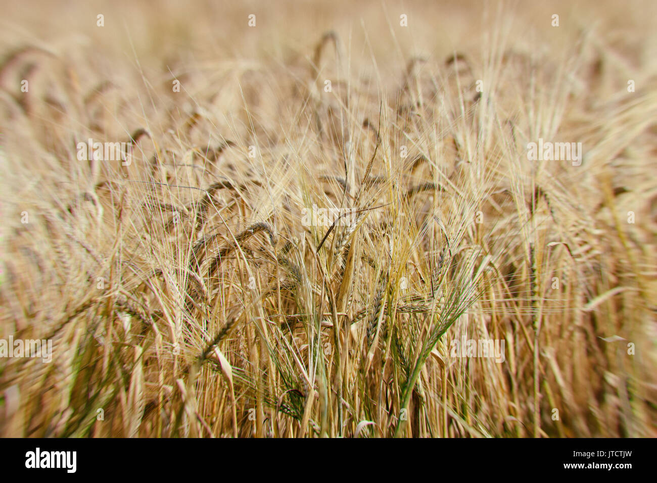Agriculture landscape of wheat grain cereal in field ready for harvest ...