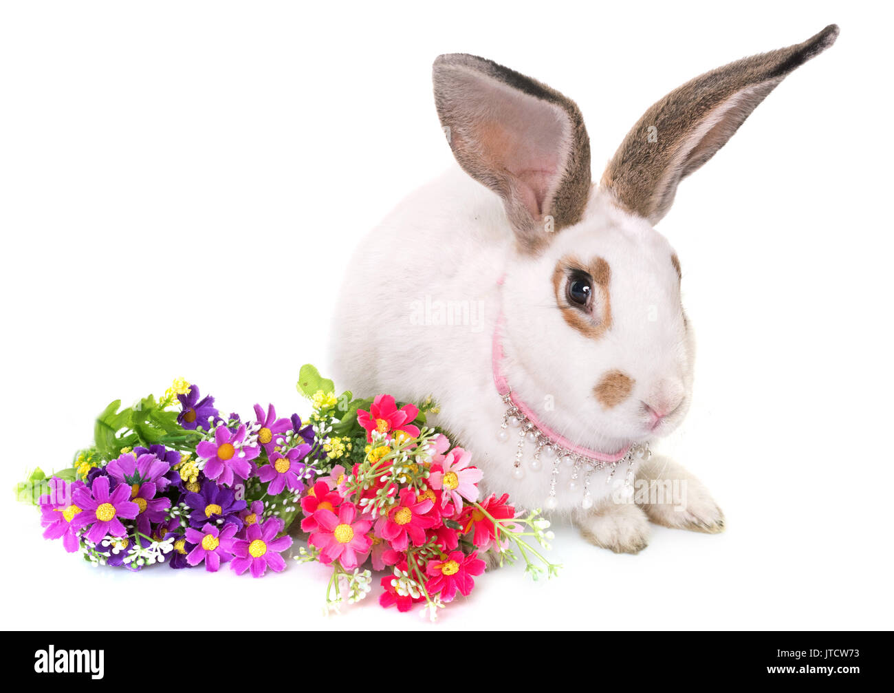 Checkered Giant rabbit in front of white background Stock Photo - Alamy