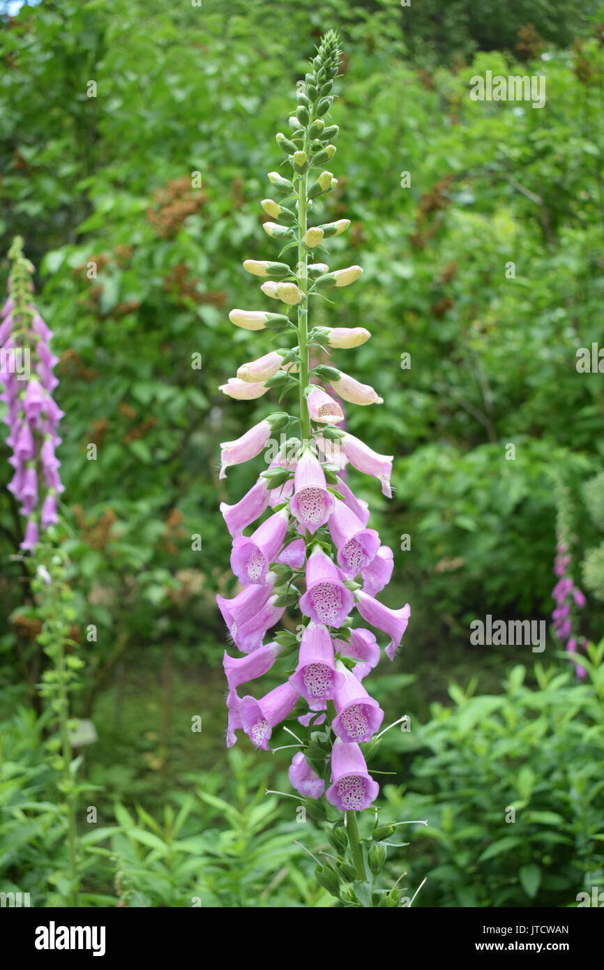 Inverted flower hi-res stock photography and images - Alamy