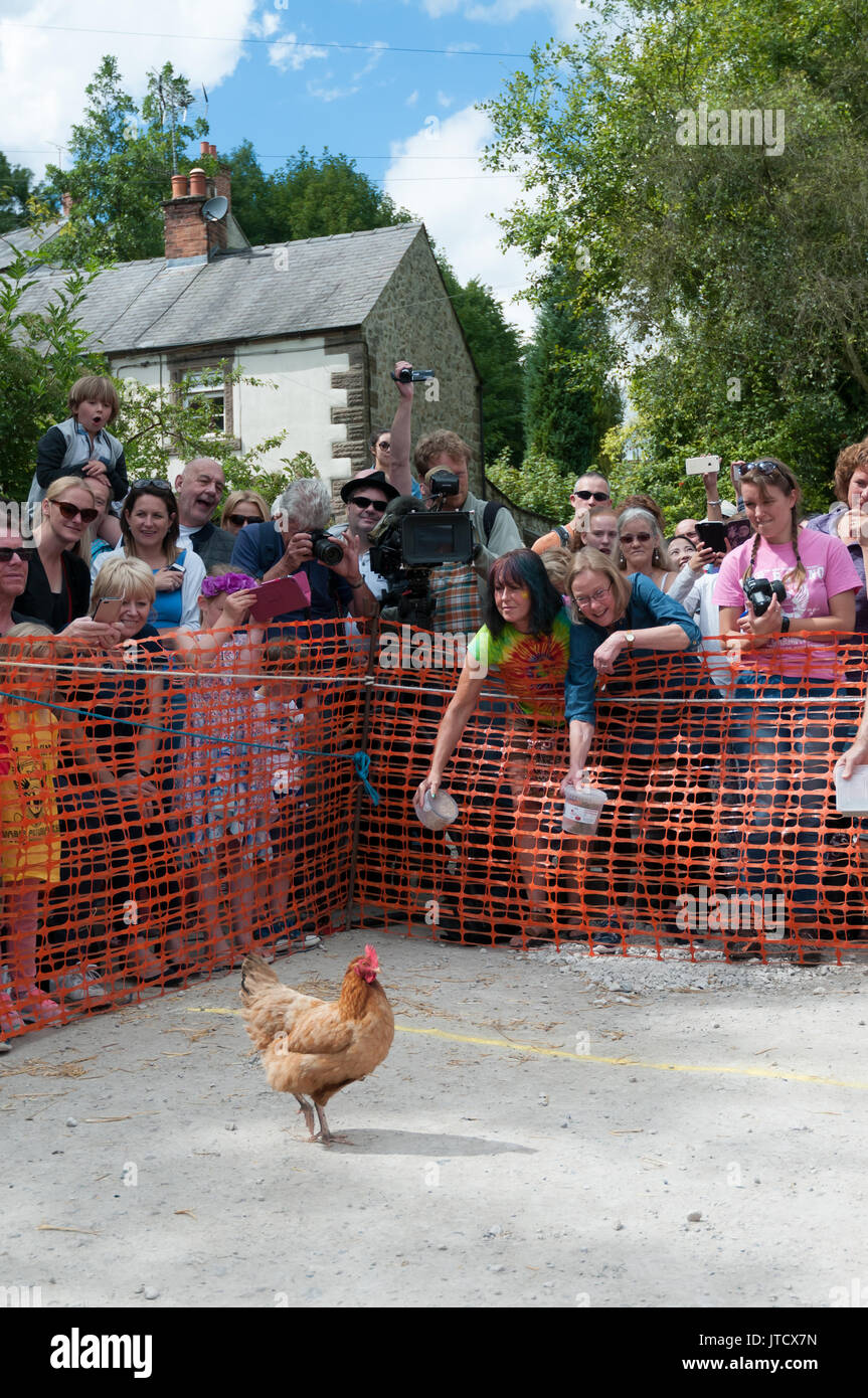 Bonsall world championship hen racing hi-res stock photography and ...