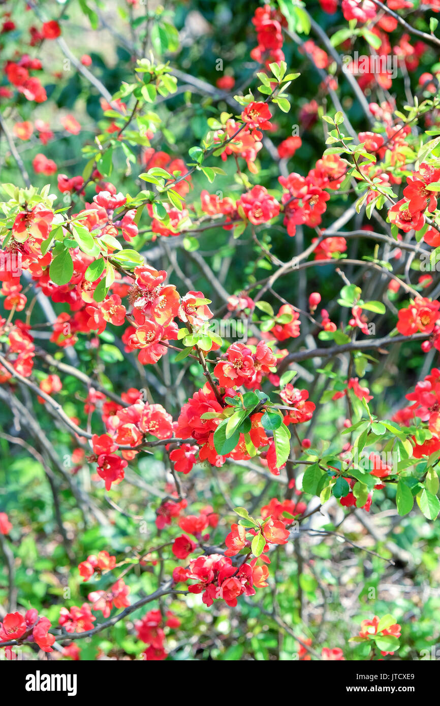 Red Japanese Quince - Chaenomeles speciosa Stock Photo - Alamy