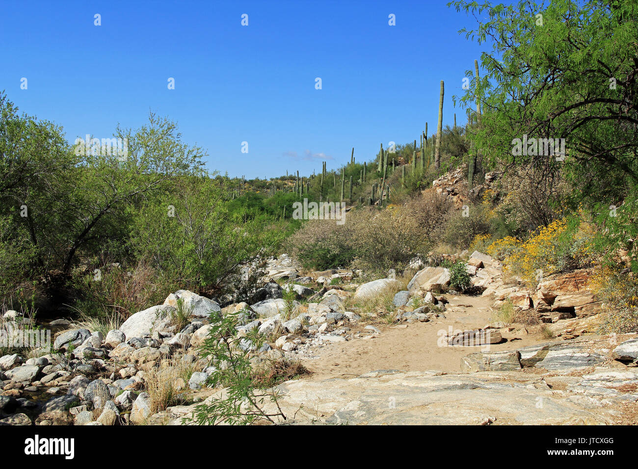 Rugged hiking trail in Bear Canyon in Sabino Canyon Recreation Area ...