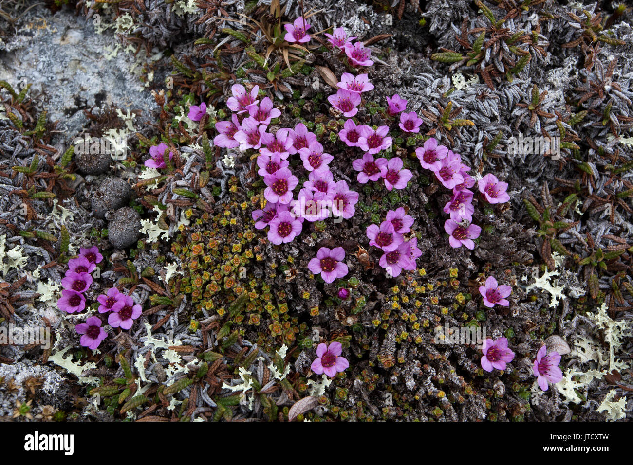 Purple Saxifrage Tundra
