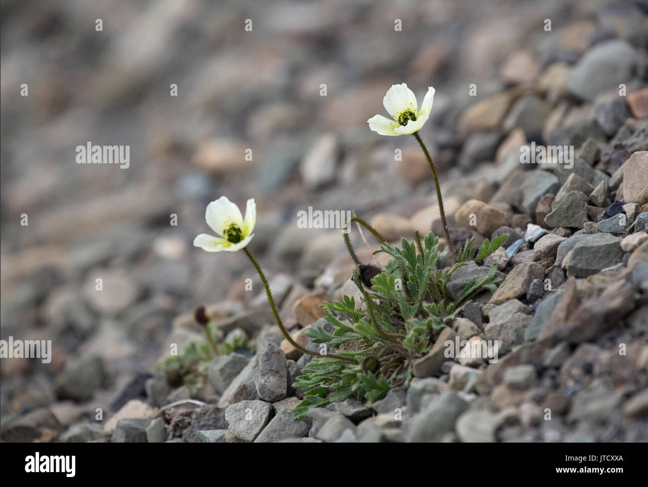 Svalbard Poppy, Papaver dahlianum polare, single plant in flower. Taken ...