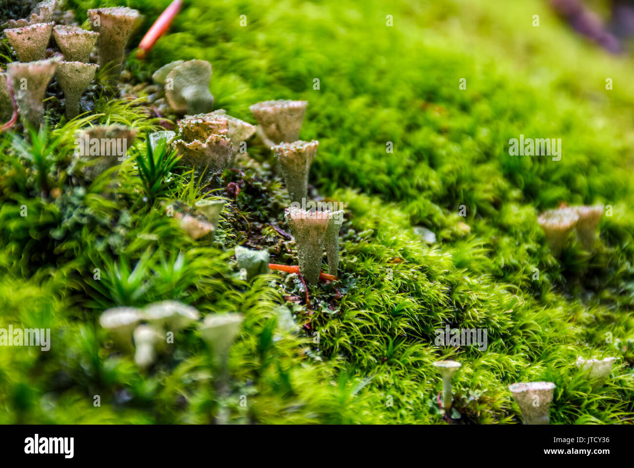 Toxic and beautiful hi-res stock photography and images - Alamy