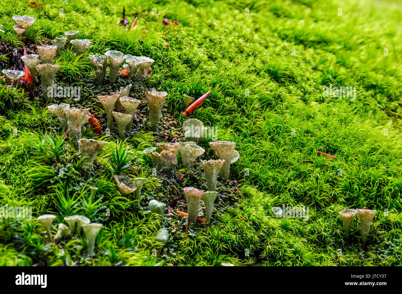 small mushrooms in the moss closeup. beautiful but poisonous nature ...