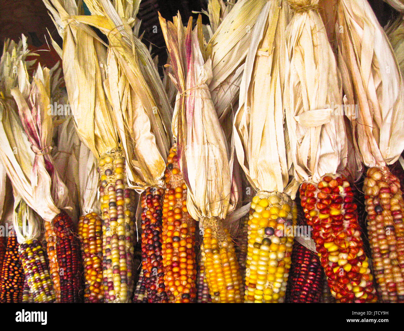 Multicolors of corn kernels in Indian maize at vegetable stand at farm ...