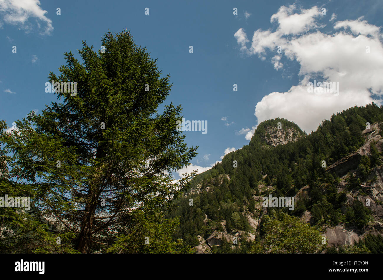 Fir trees in the alpine valley hi-res stock photography and images - Alamy