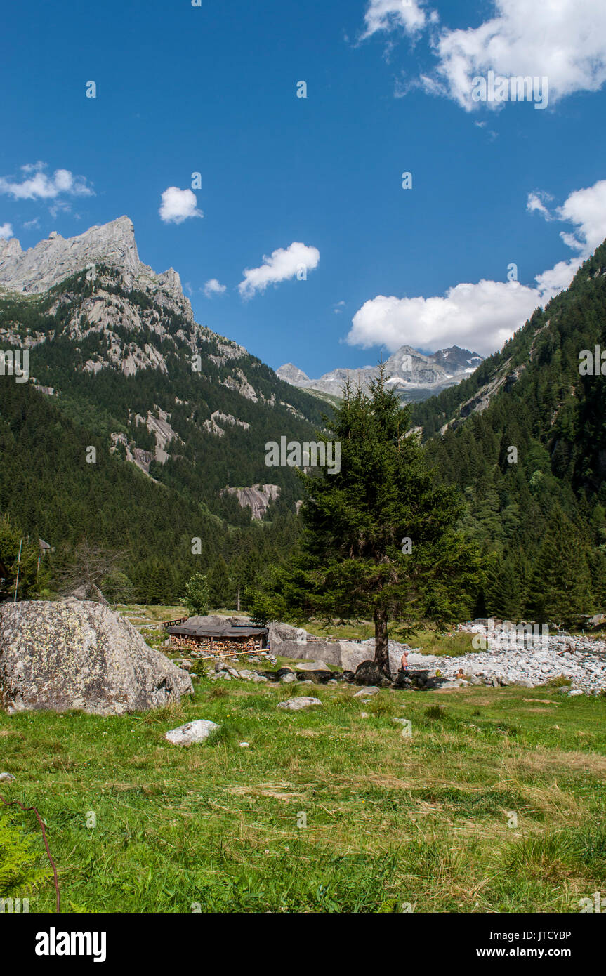 Fir trees in the alpine valley hi-res stock photography and images - Alamy