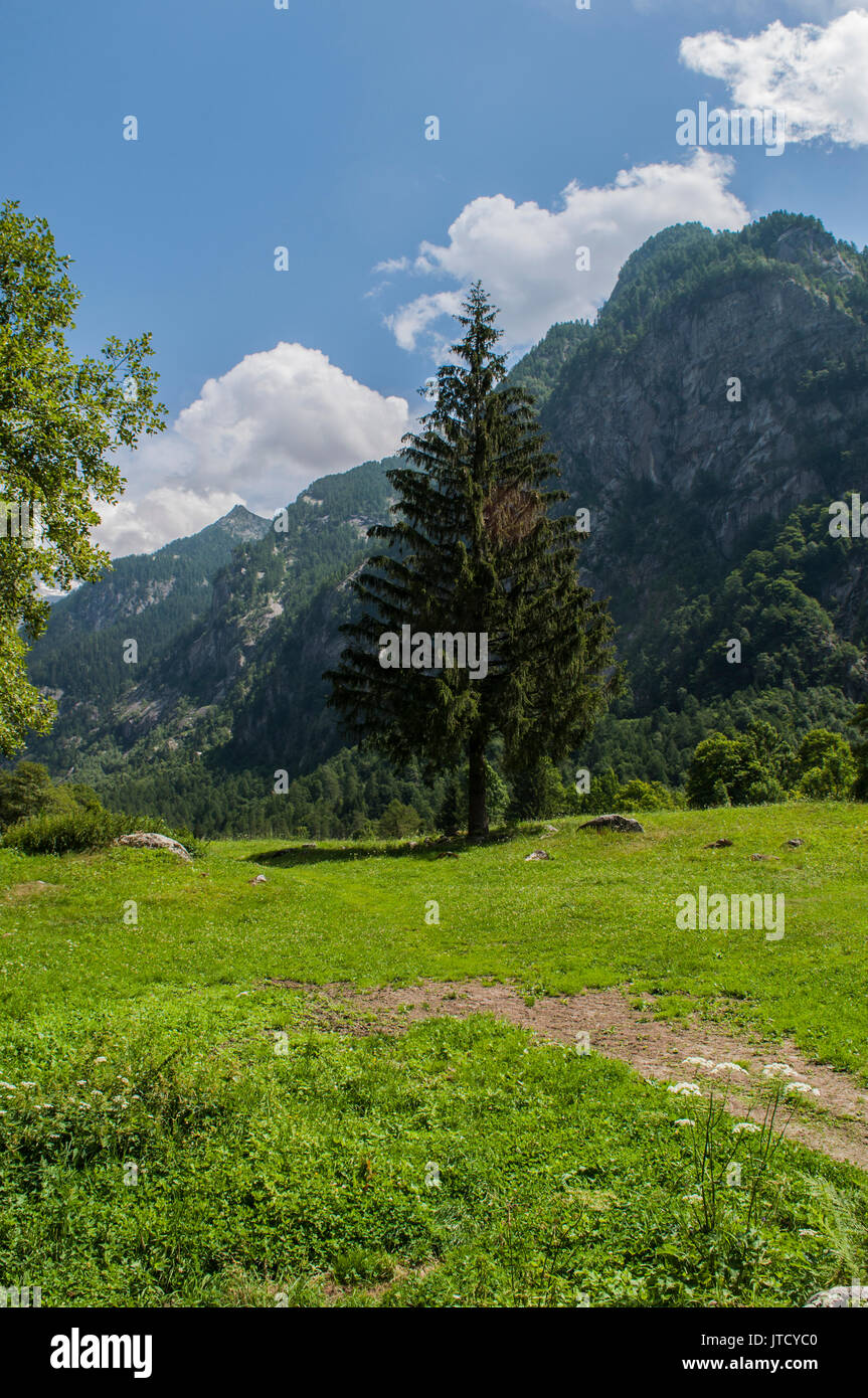 Italy: a giant fir in the Mello Valley, a green valley surrounded by ...