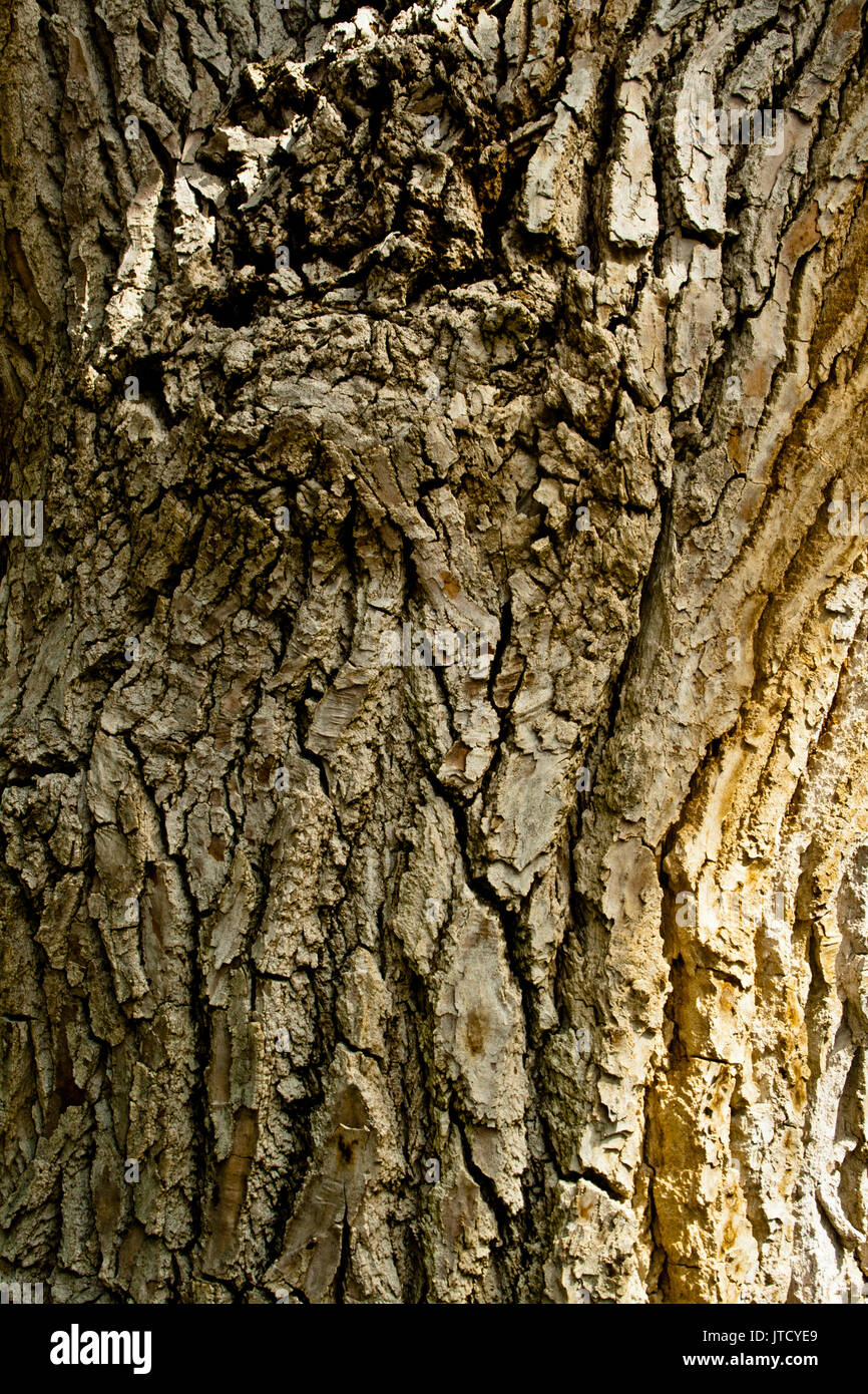 Shaggy bark hi-res stock photography and images - Alamy