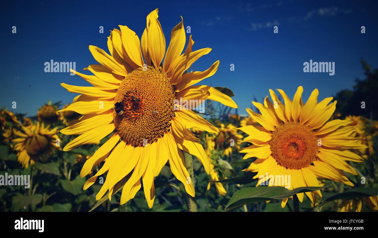 Flower farming background hi-res stock photography and images - Alamy