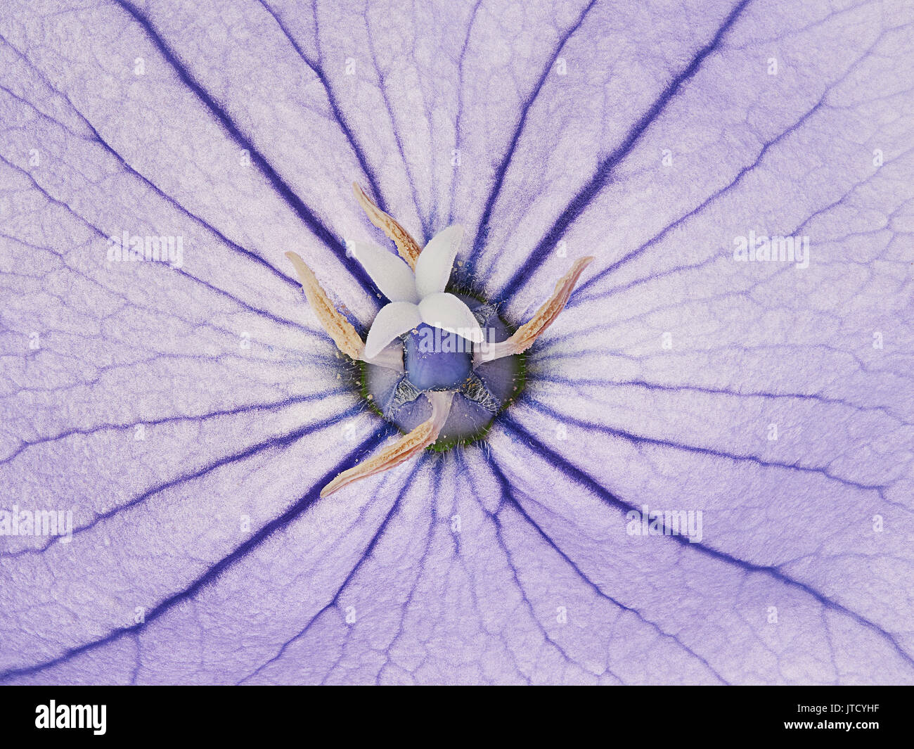 Flower purple bluebell closeup Stock Photo - Alamy