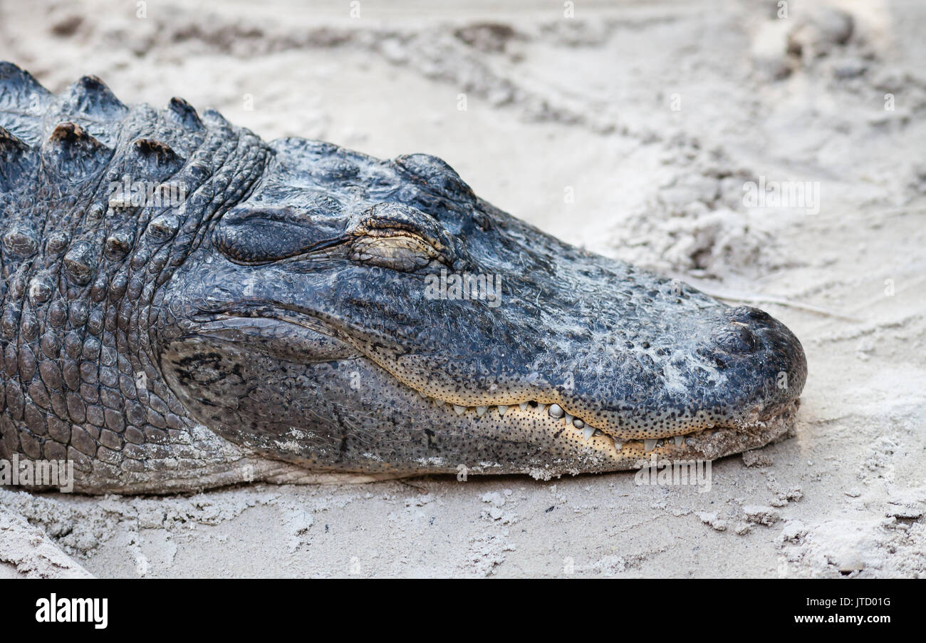 Alligator nose hi-res stock photography and images - Alamy