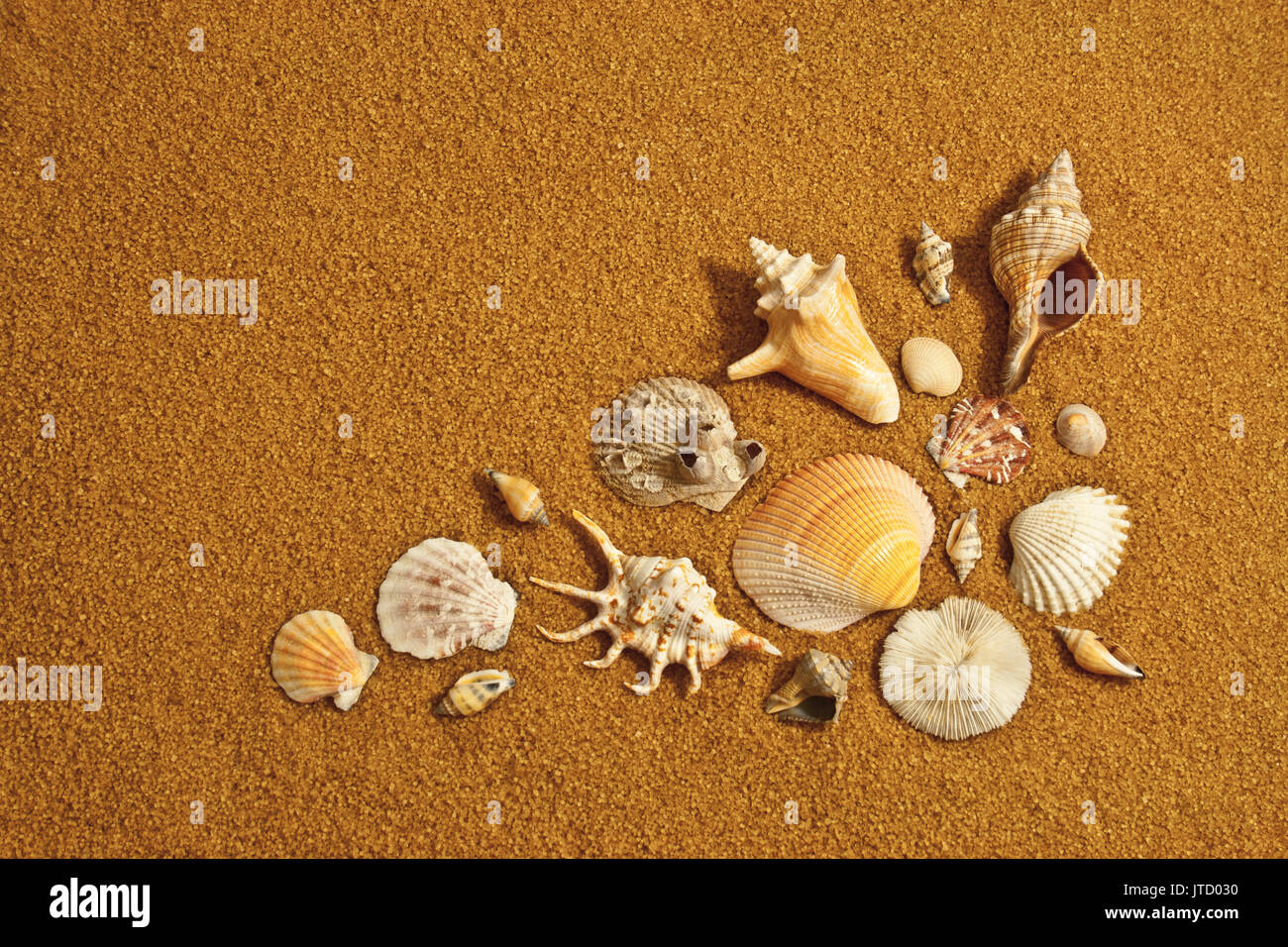 A collection of sea shells on a sandy surface Stock Photo - Alamy