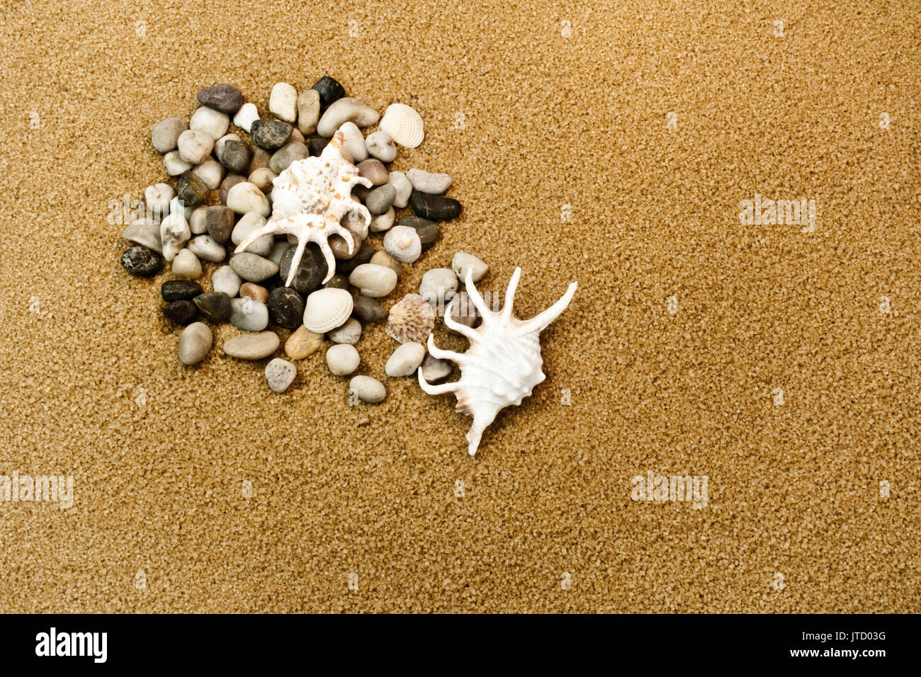 The spiny shells of two marine creatures, one the "king of the hill ...