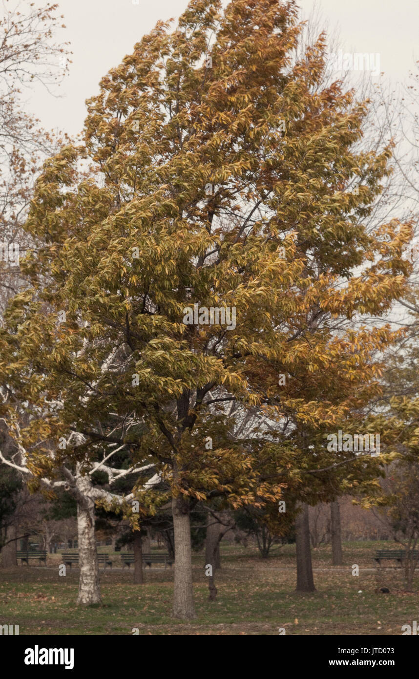 Oaks forest new york hi-res stock photography and images - Alamy