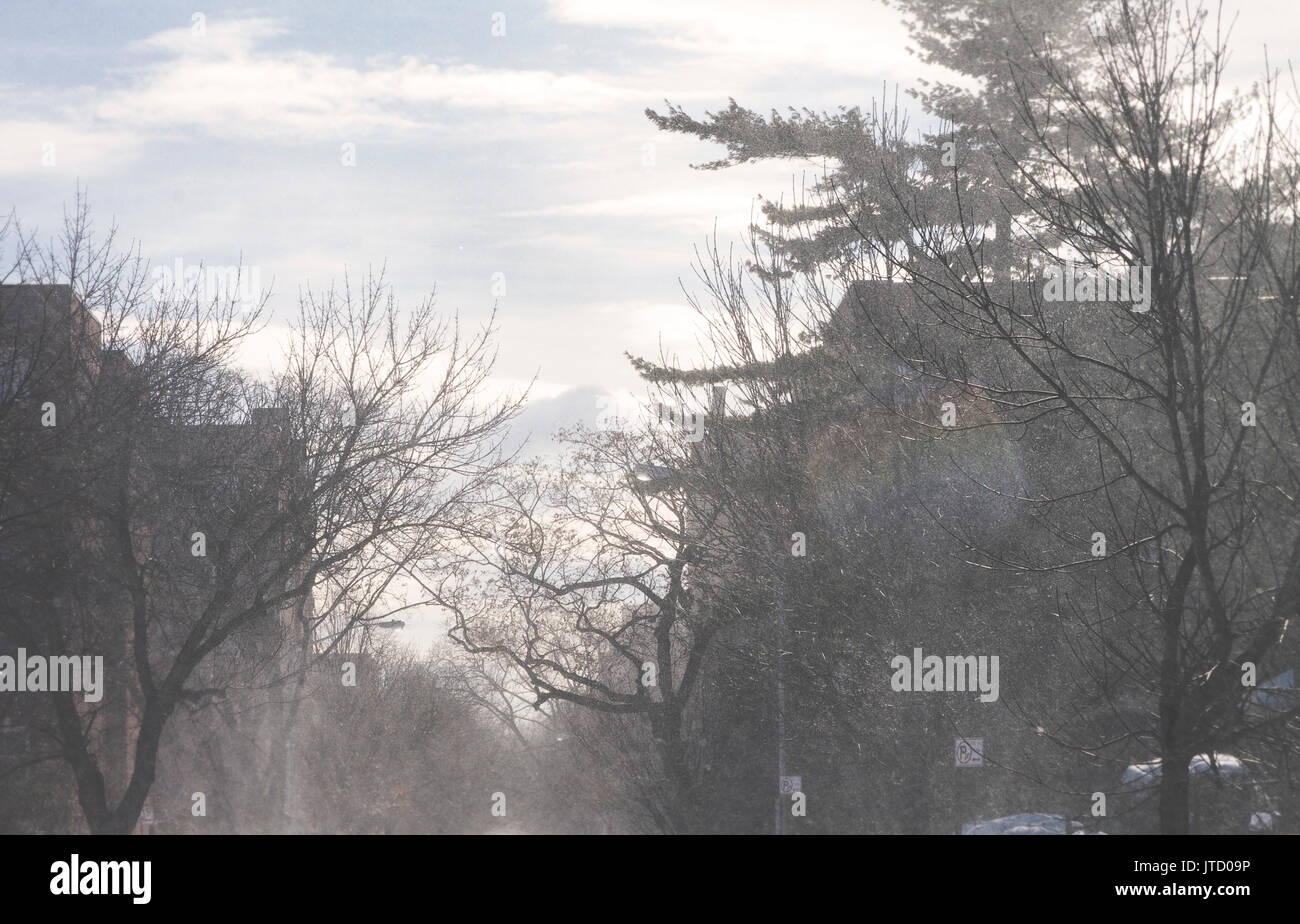 Tree Landscape of Queens, New York Stock Photo - Alamy