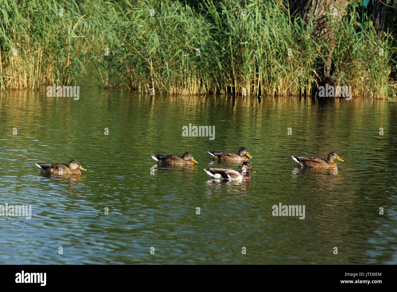 Ducks on the pond Stock Photo - Alamy