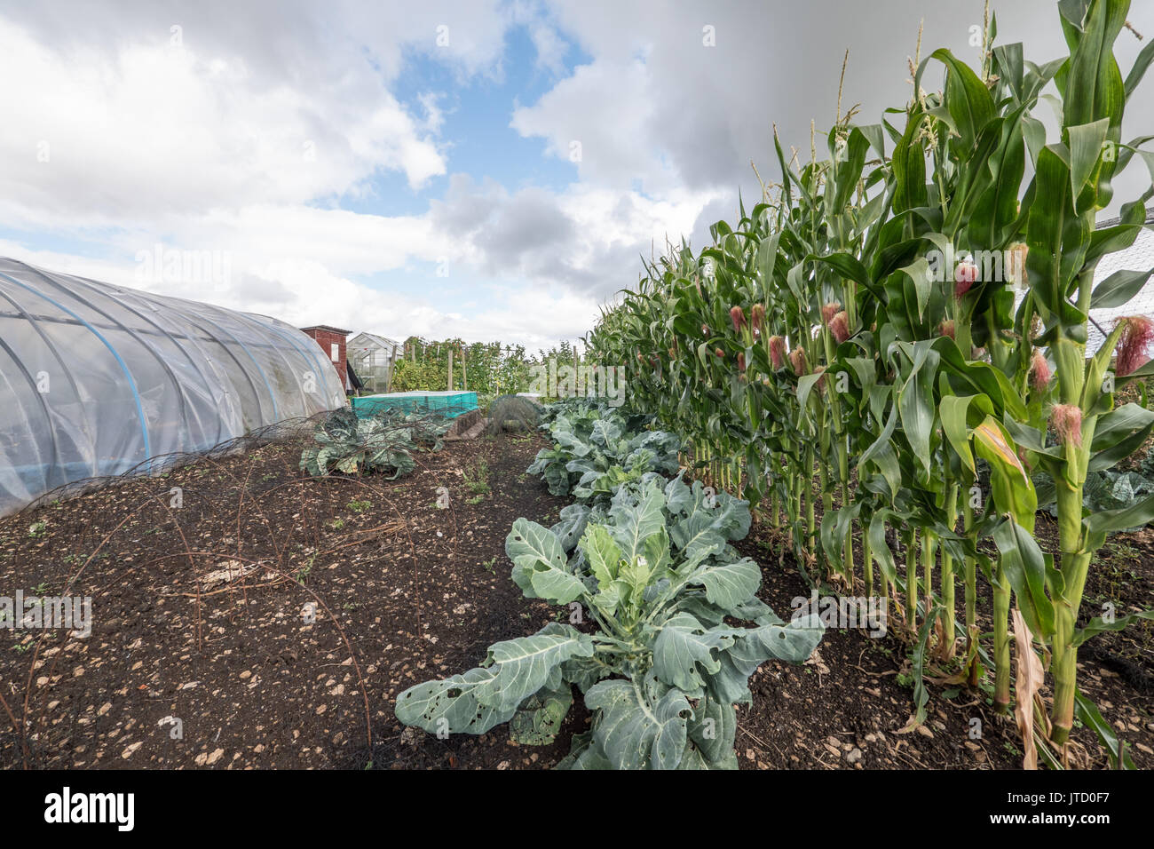 A vegetable allotment garden, England. United Kingdom Stock Photo - Alamy