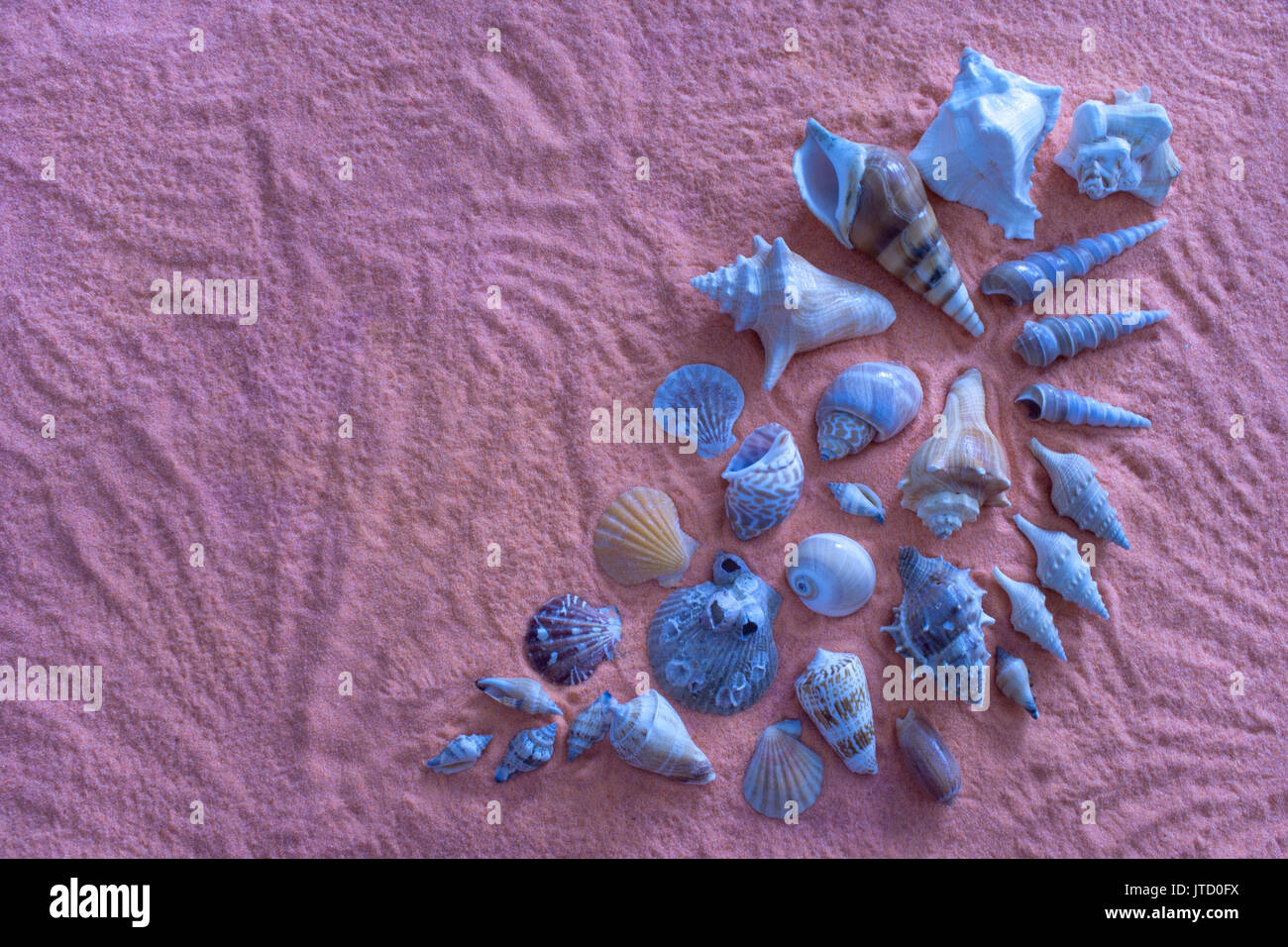 Blue and natural colored sea shells form patterns on lavender sand ...