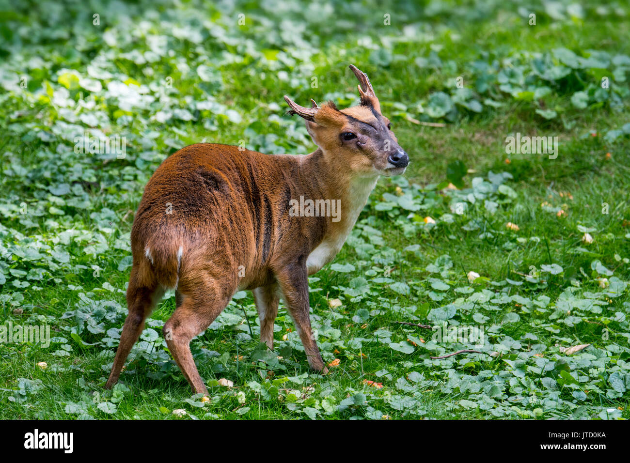 Reevess muntjac hi-res stock photography and images - Alamy