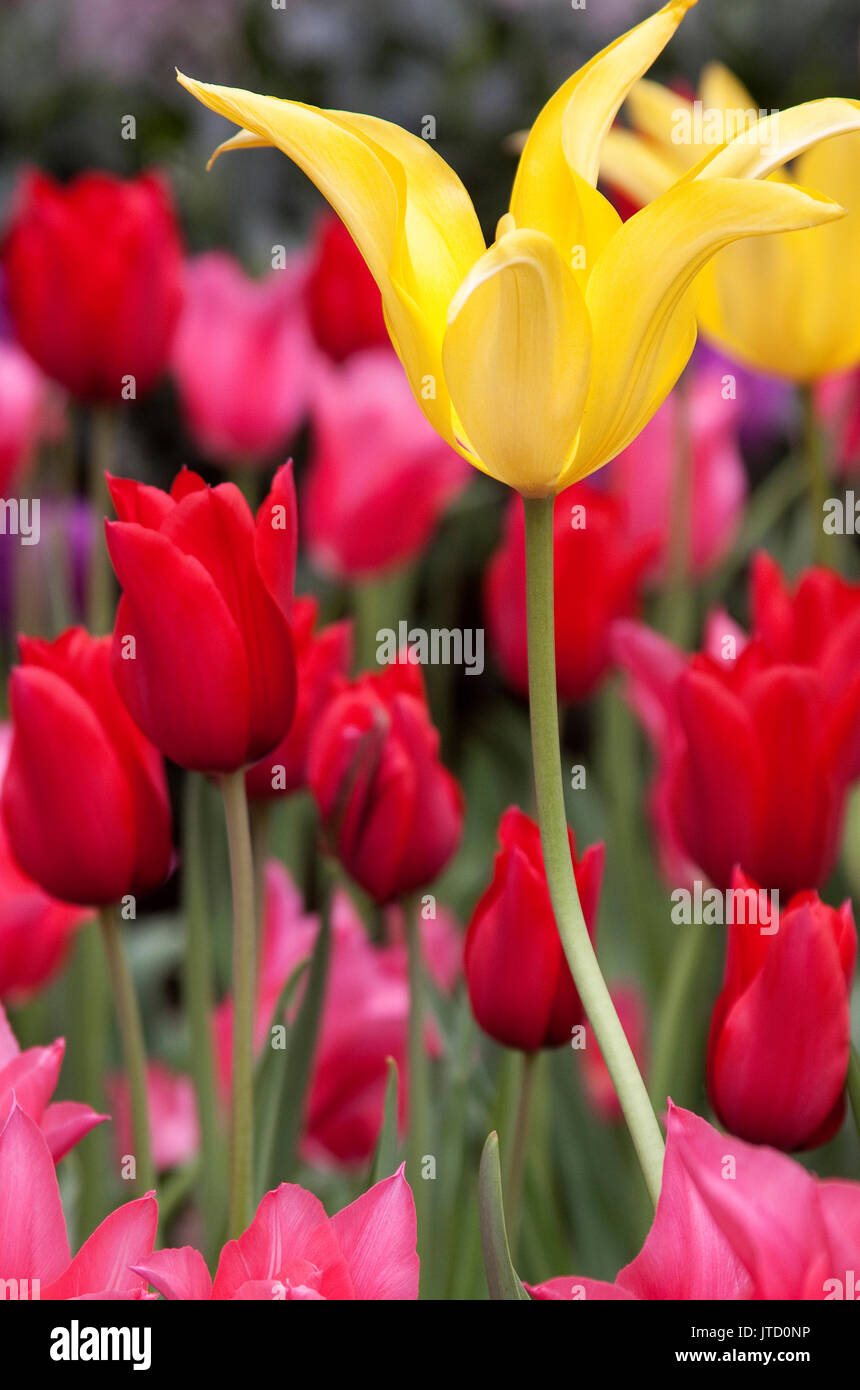 Beautiful Spring Tulip flower background Stock Photo - Alamy