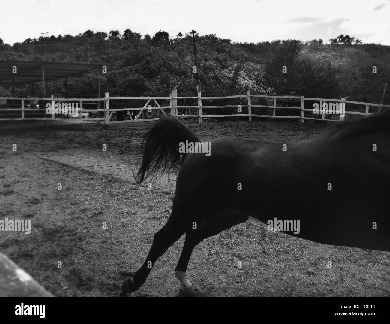 Beautiful horse galloping Black and White Stock Photos & Images - Alamy