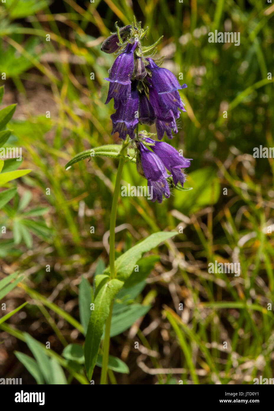 A Whipple's Penstemon (Penstemon whippleanus) near the Flat Tops ...