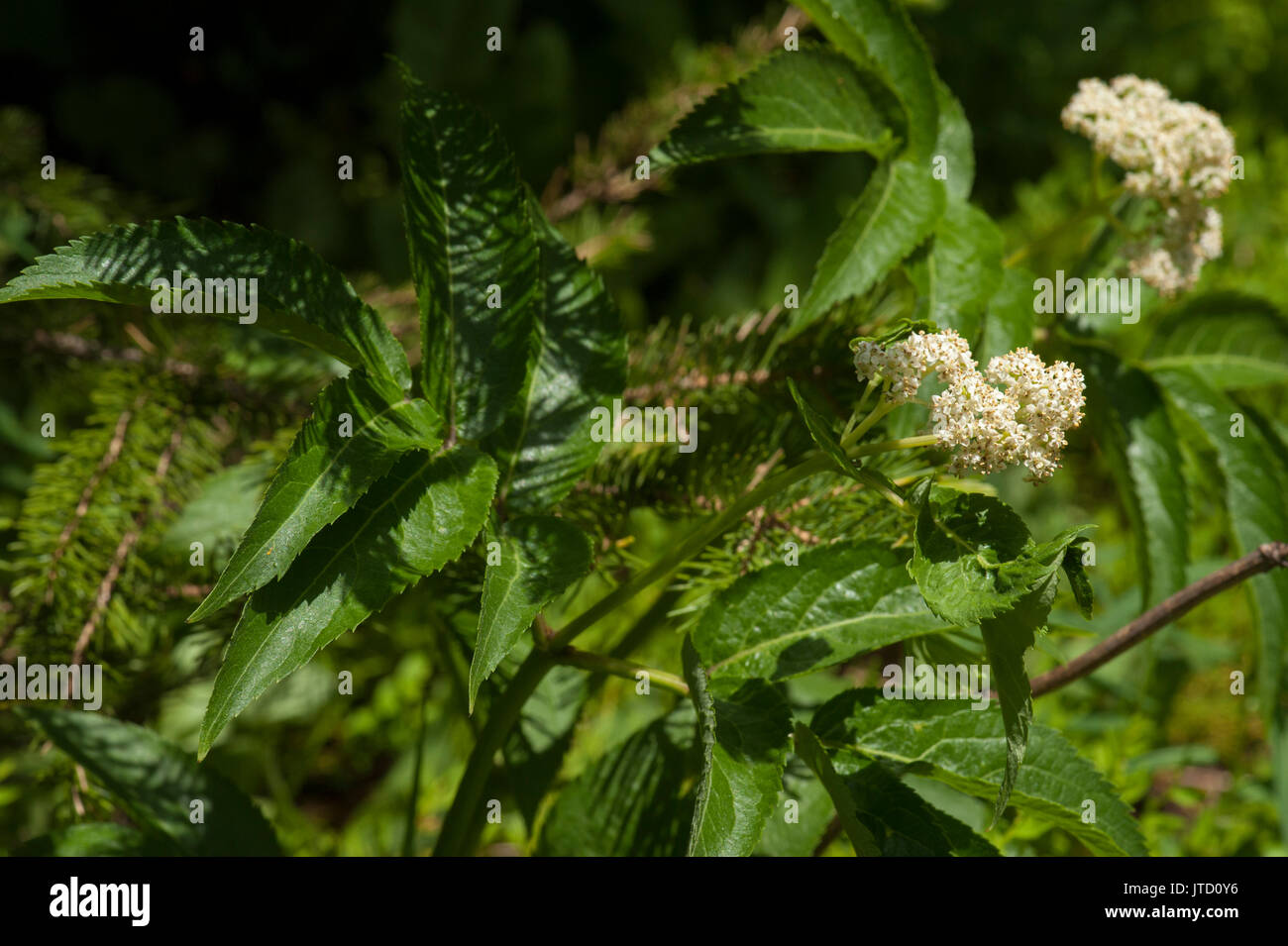 Water hemlock hi-res stock photography and images - Alamy