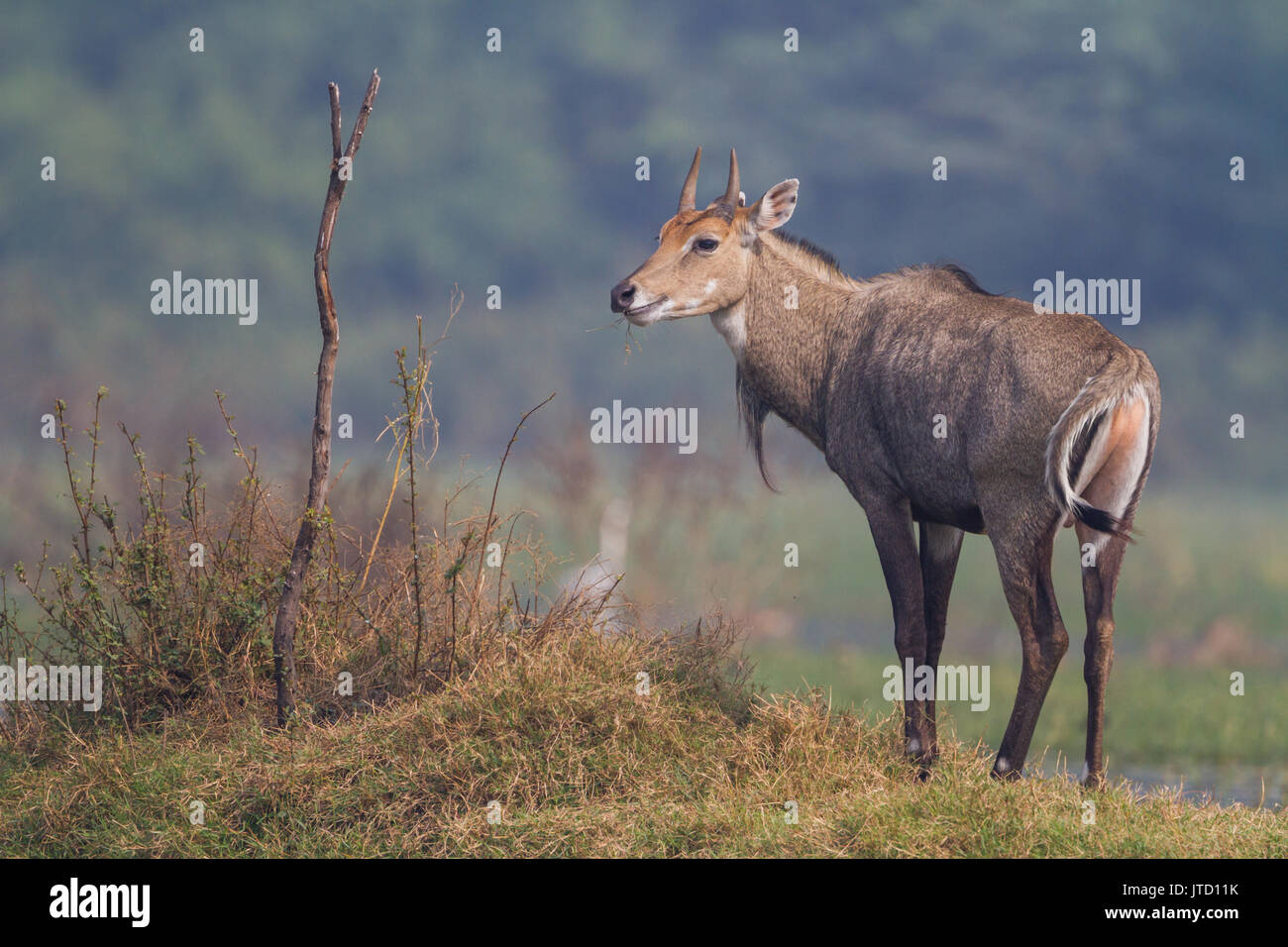 Blue Bull aka Nilgai (Boselaphus tragocamelus) In bharatpur bird ...