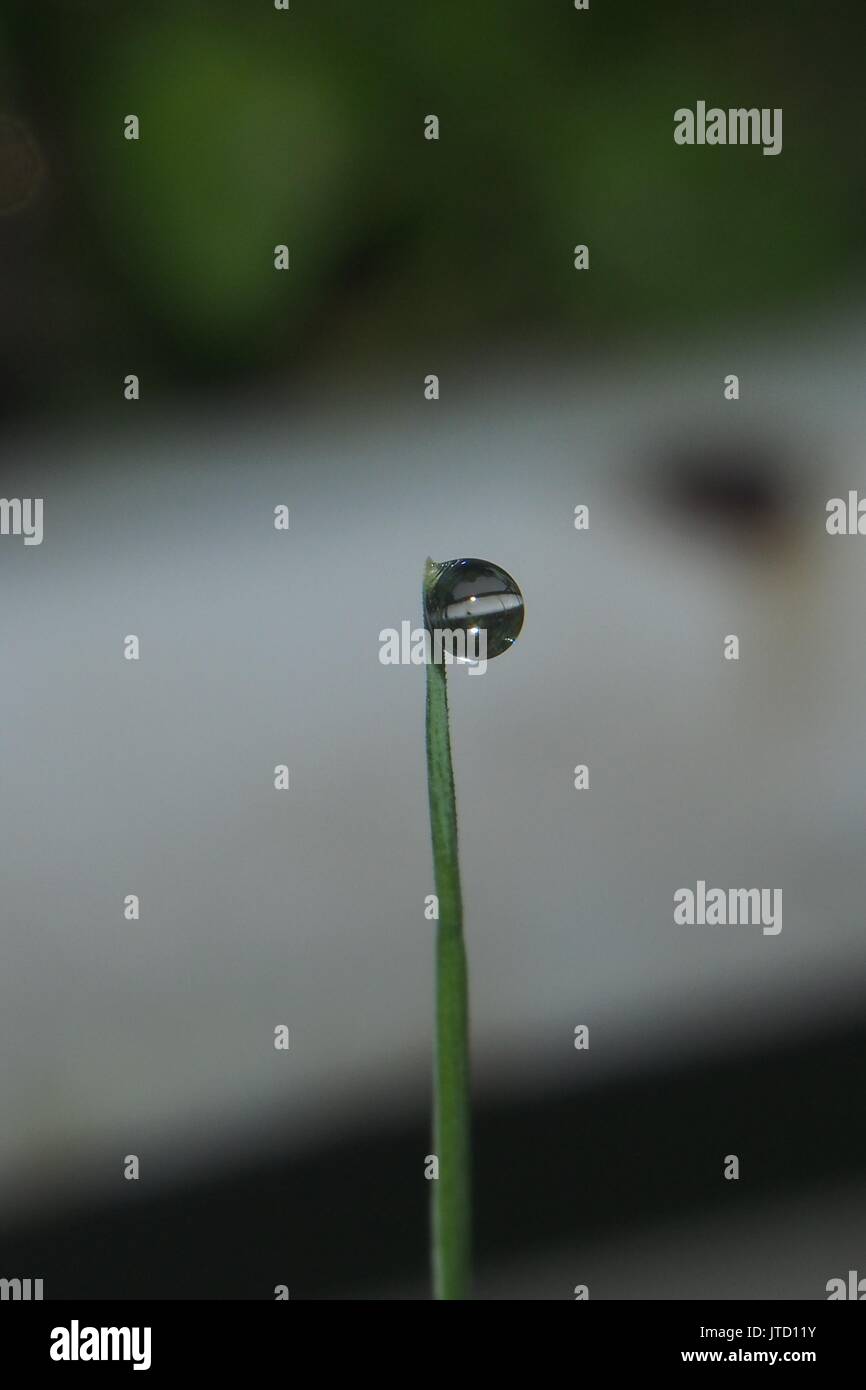 A small drop of water on the tip of a leaf of grass. Macro Stock Photo ...