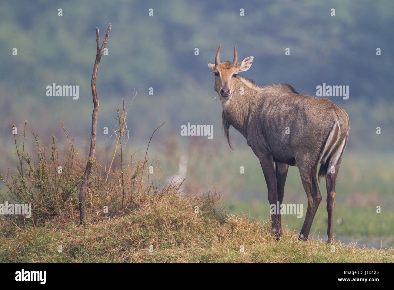 Blue Bull aka Nilgai (Boselaphus tragocamelus) In bharatpur bird ...
