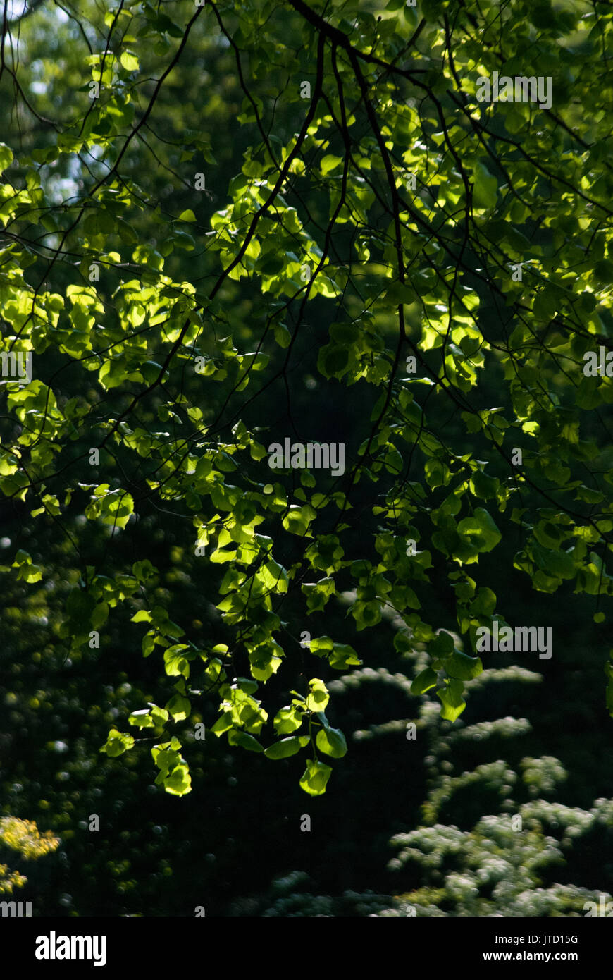 Highlighted tree through forest hi-res stock photography and images - Alamy