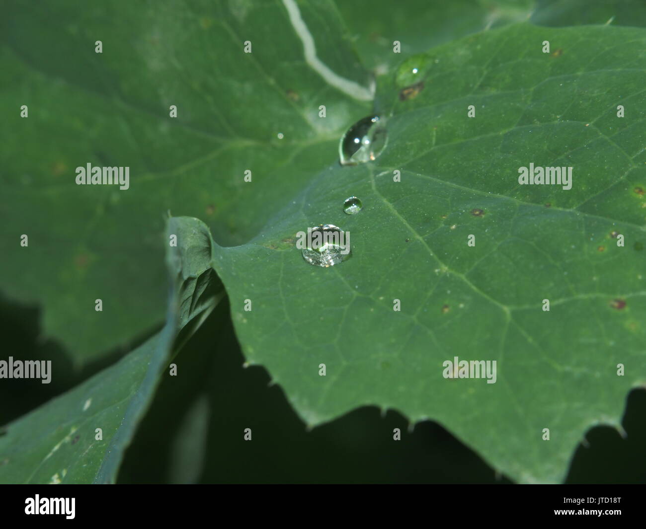 Water drops on the leaf surface of the plant. Macro Stock Photo - Alamy