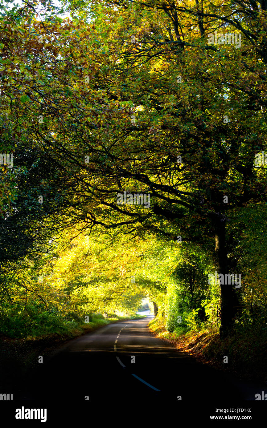Tunnel of Trees, Barnt Green Stock Photo - Alamy