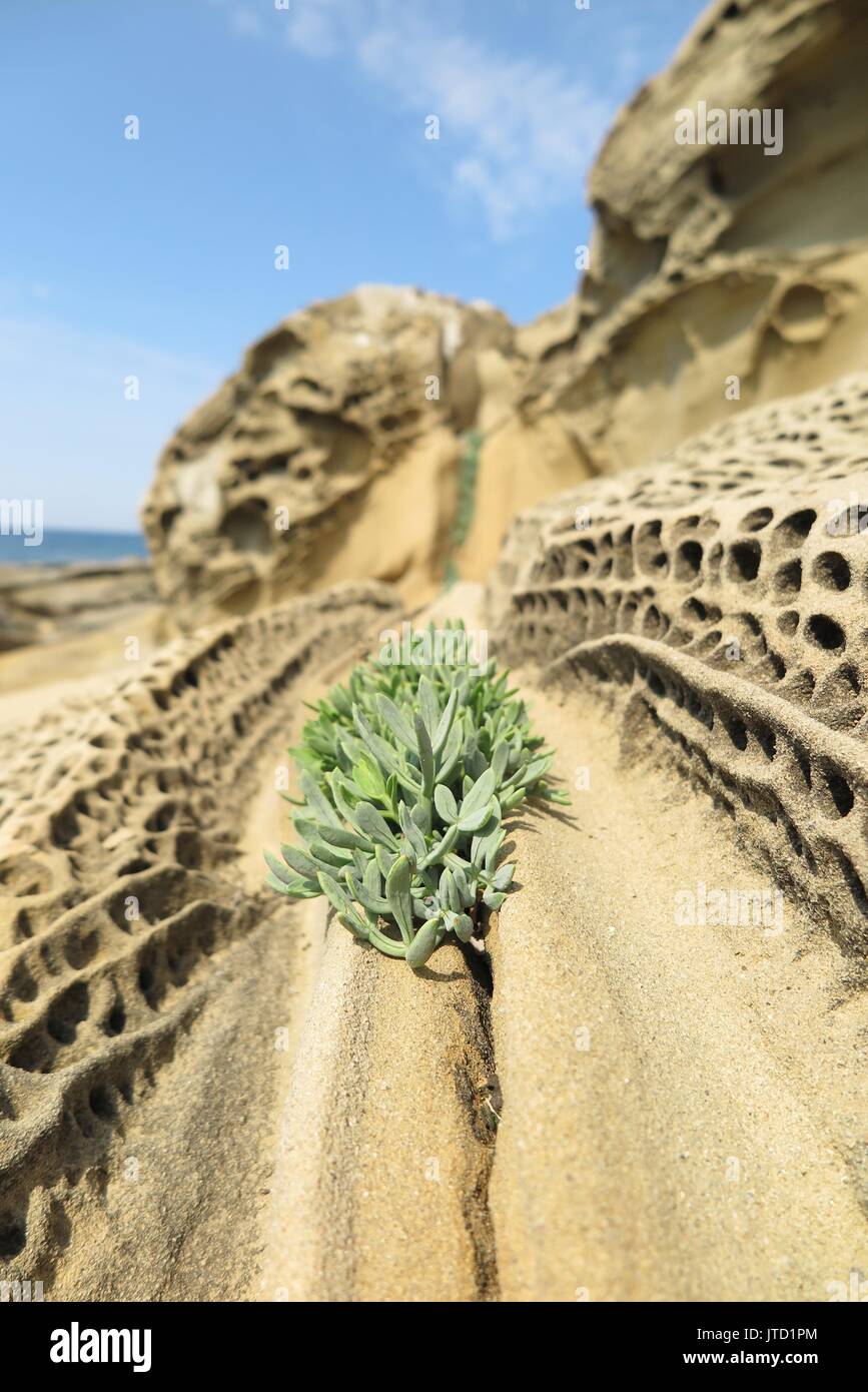 Perforated rock texture and background Stock Photo - Alamy