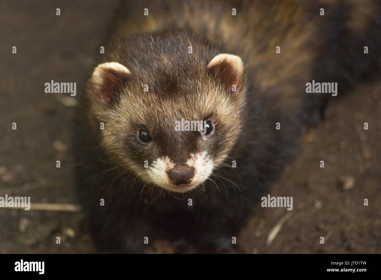 A close up of an Otter (Lutrinae) looking directly ahead in a muddy ...