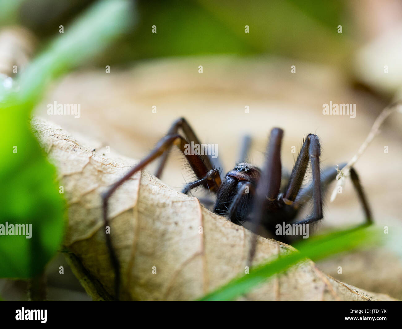 London, UK. House spider on leaf Stock Photo - Alamy