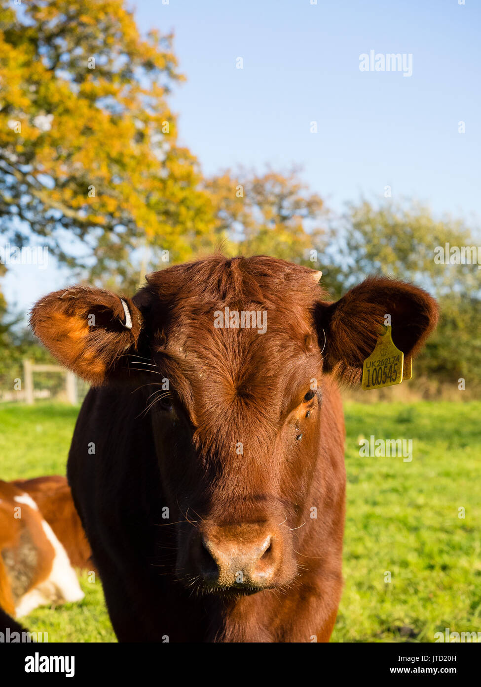 SUSSEX, ENGLAND Sussex suckler cow Stock Photo - Alamy
