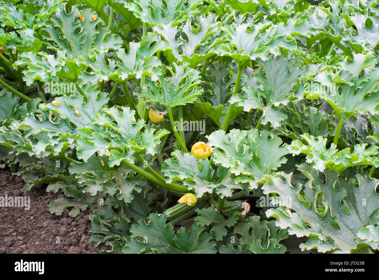 Summer squash growing in field hi-res stock photography and images - Alamy
