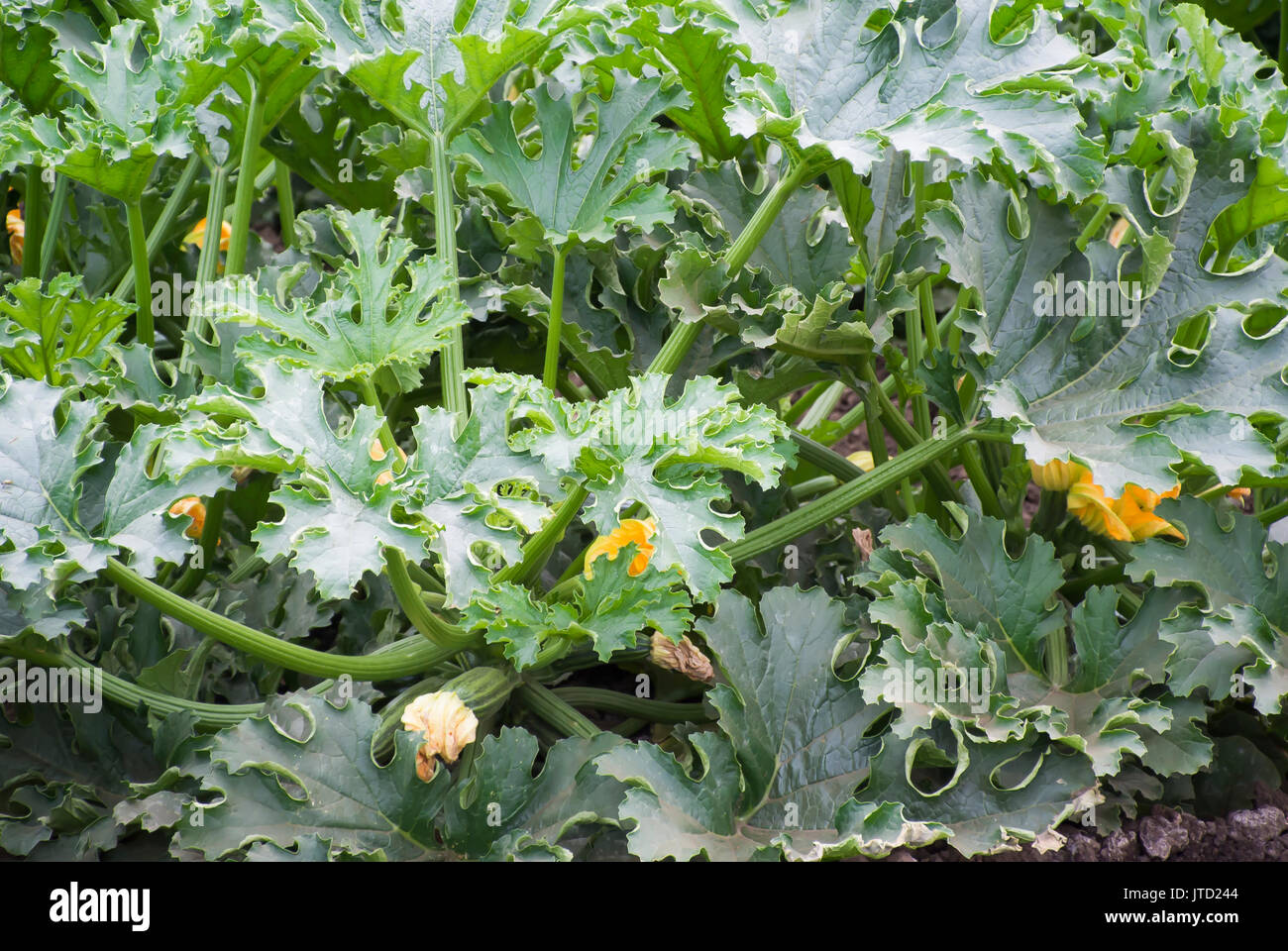 Summer Squash - Growing in Field Stock Photo - Alamy