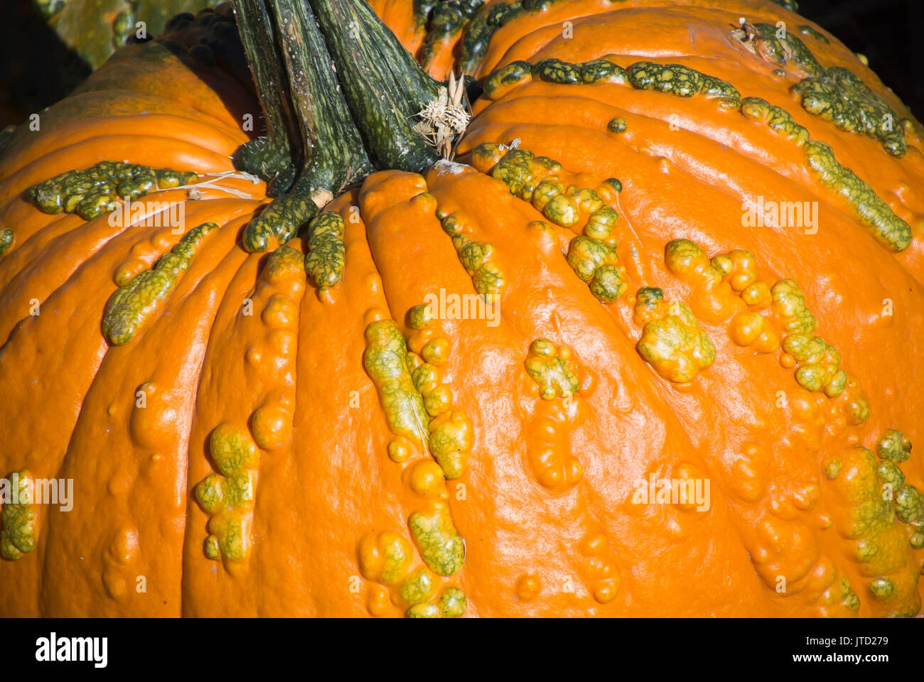 Pumpkin - Close-Up Stock Photo - Alamy