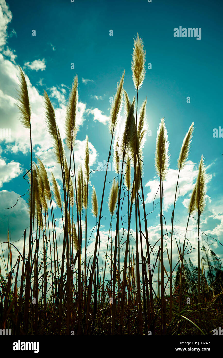 Pampas grass feather plume hi-res stock photography and images - Alamy