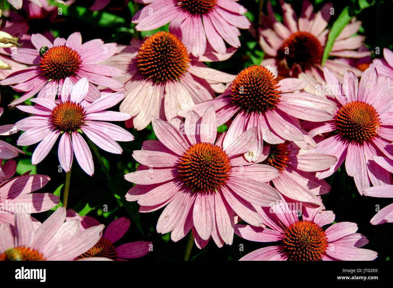 Pink cone flowers hi-res stock photography and images - Alamy