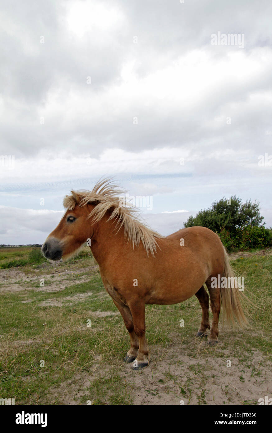 Irish blonde hi-res stock photography and images - Alamy
